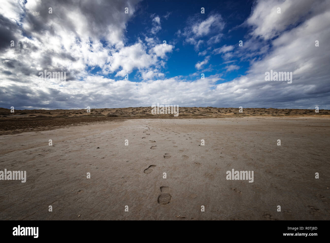 Wildlife, desert land Stock Photo - Alamy
