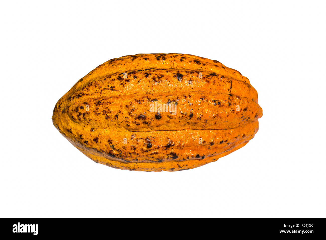 Fresh cocoa (cacao) pod Cocoa Beans and Cocoa Fruits on white ...