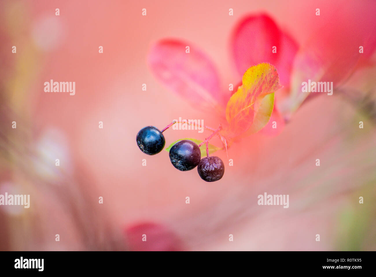 Aronia melanocarpa - ripe aronia berries on the tree Stock Photo - Alamy