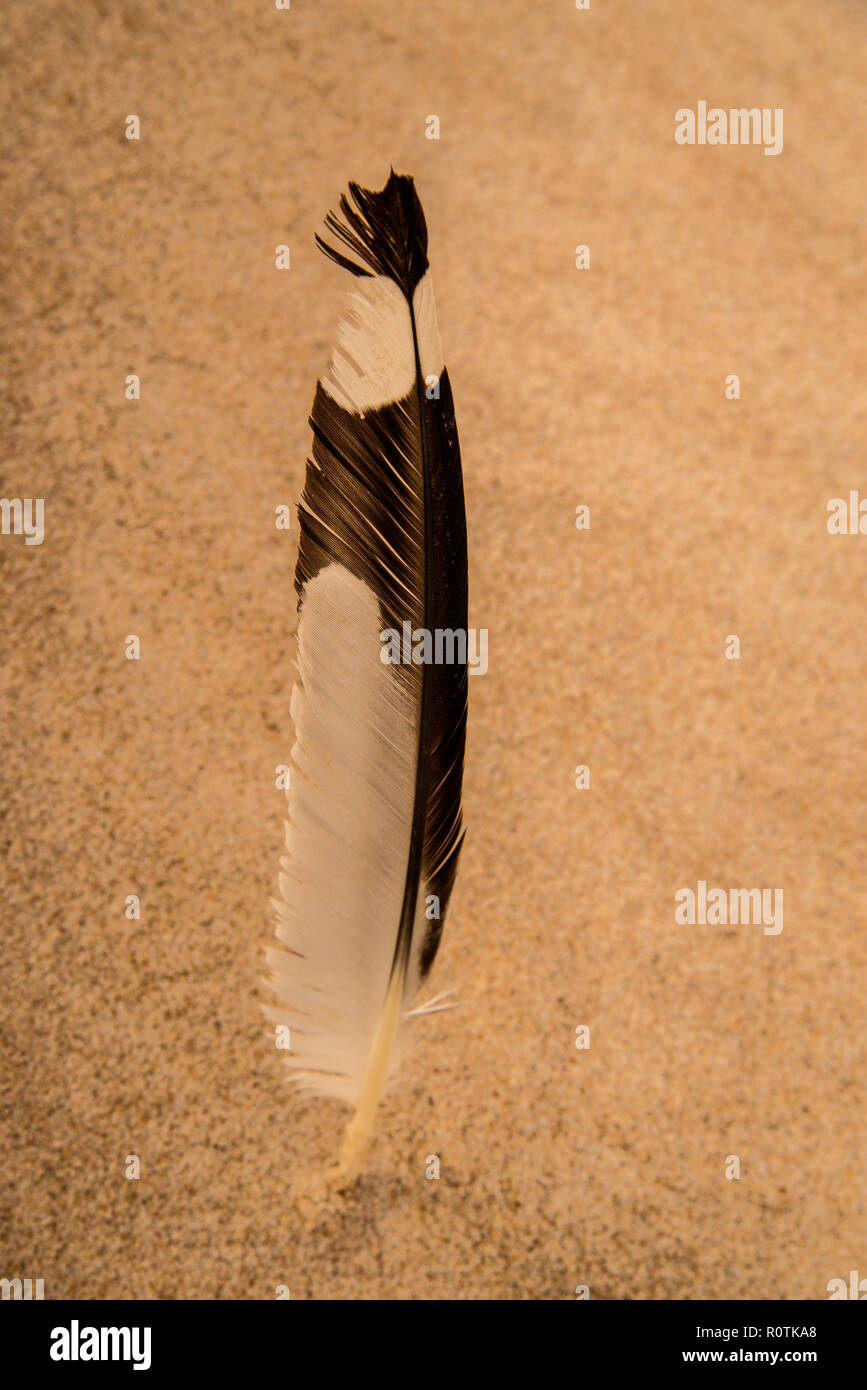feather on a beach Stock Photo - Alamy