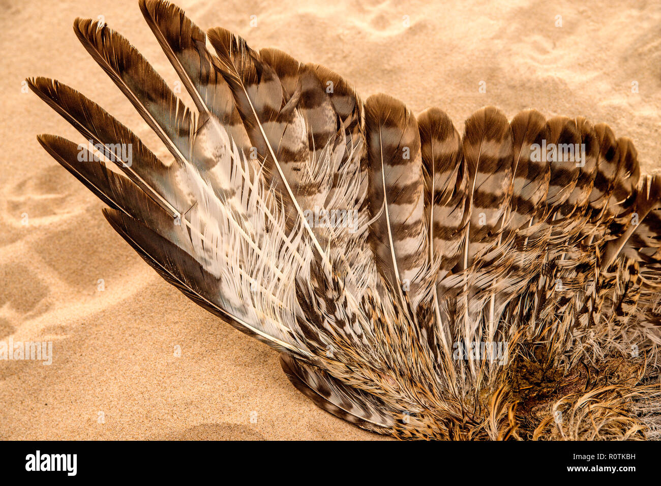 wing of a young herring gull on a beach of the Baltic sea Stock Photo ...