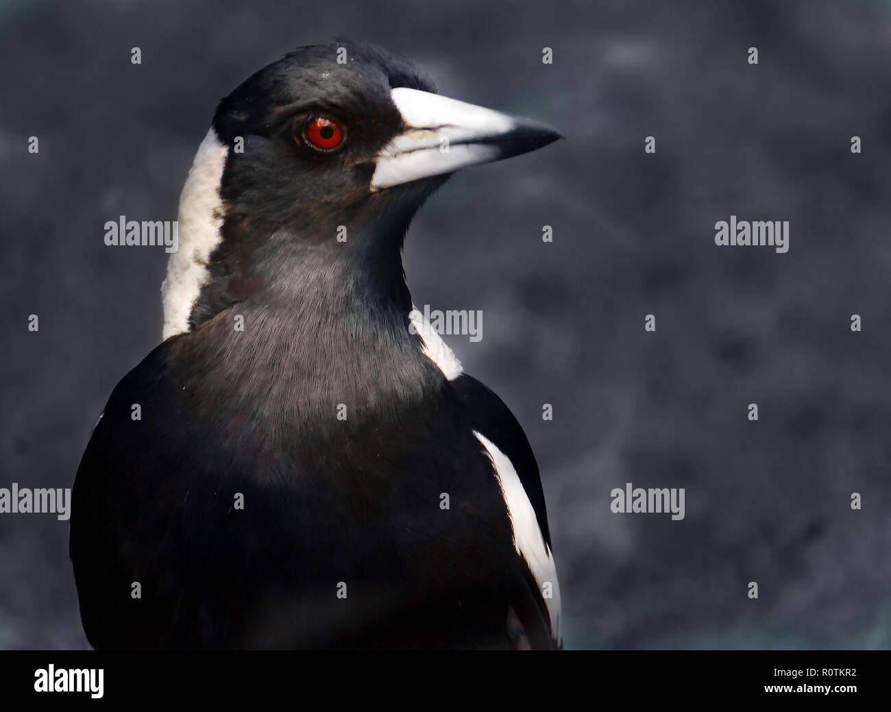 Portrait of a Magpie Stock Photo - Alamy