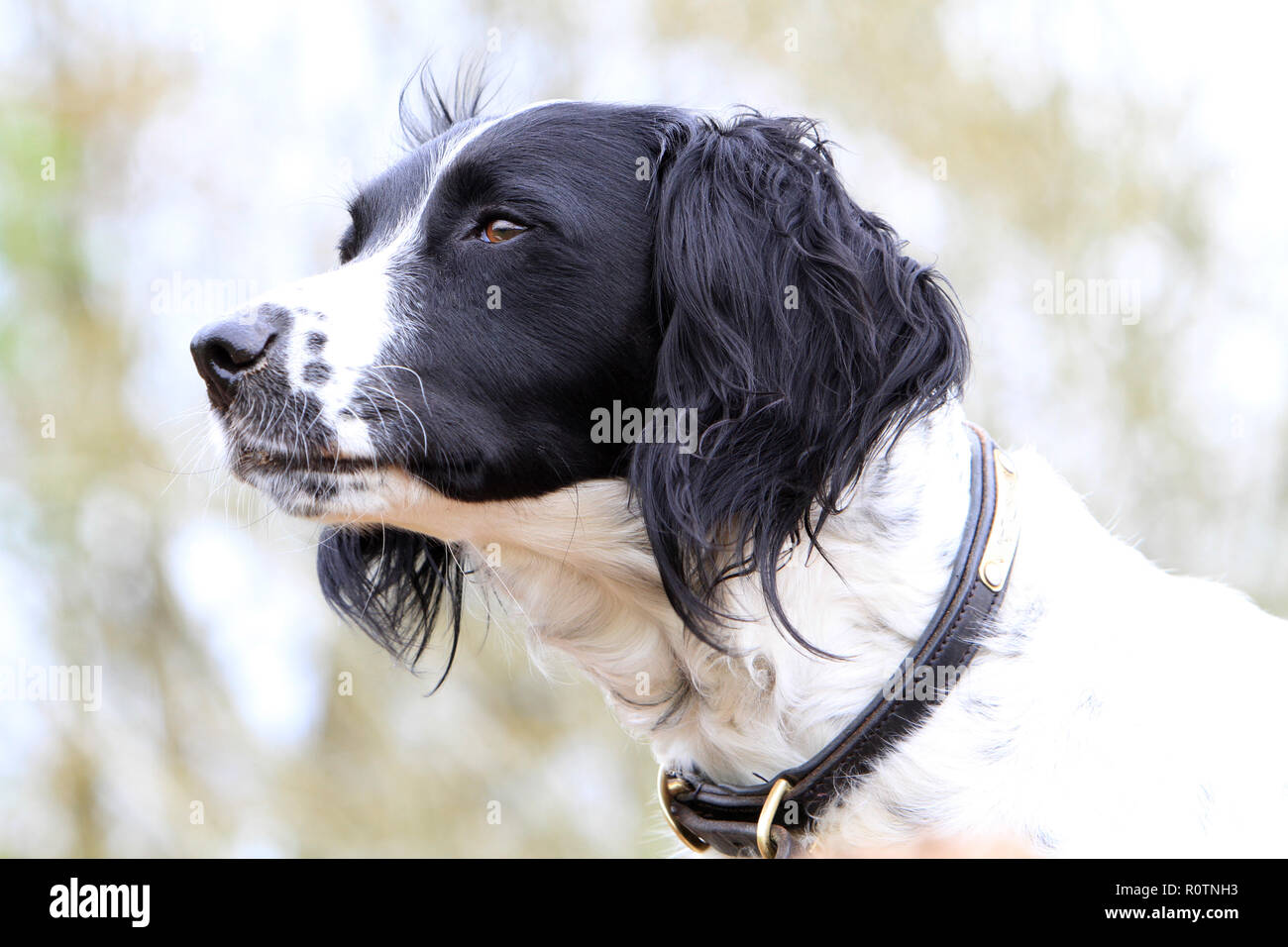 English Springer Spaniel Head Shot Stock Photo - Alamy