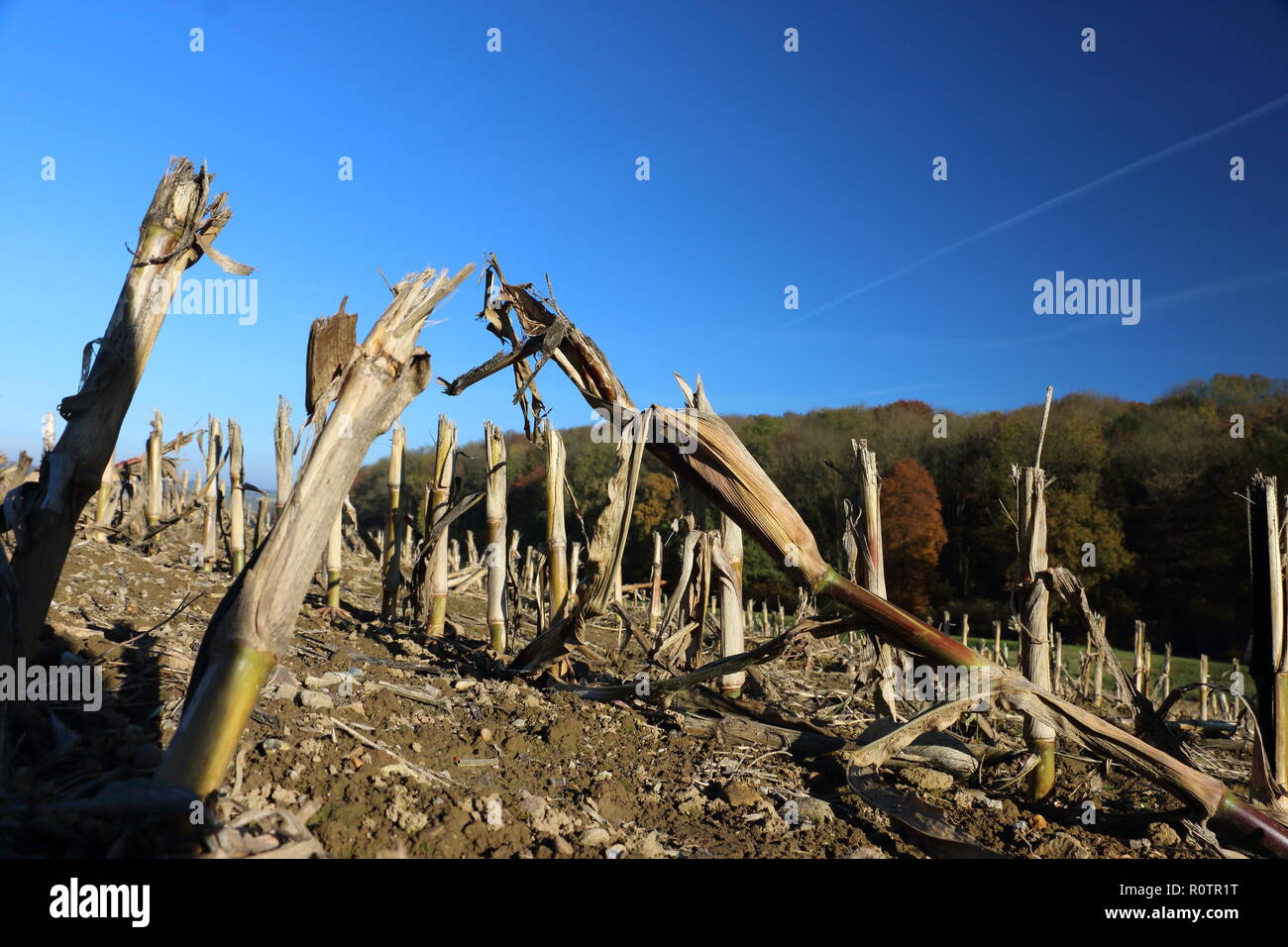 Corn stumps hi-res stock photography and images - Alamy