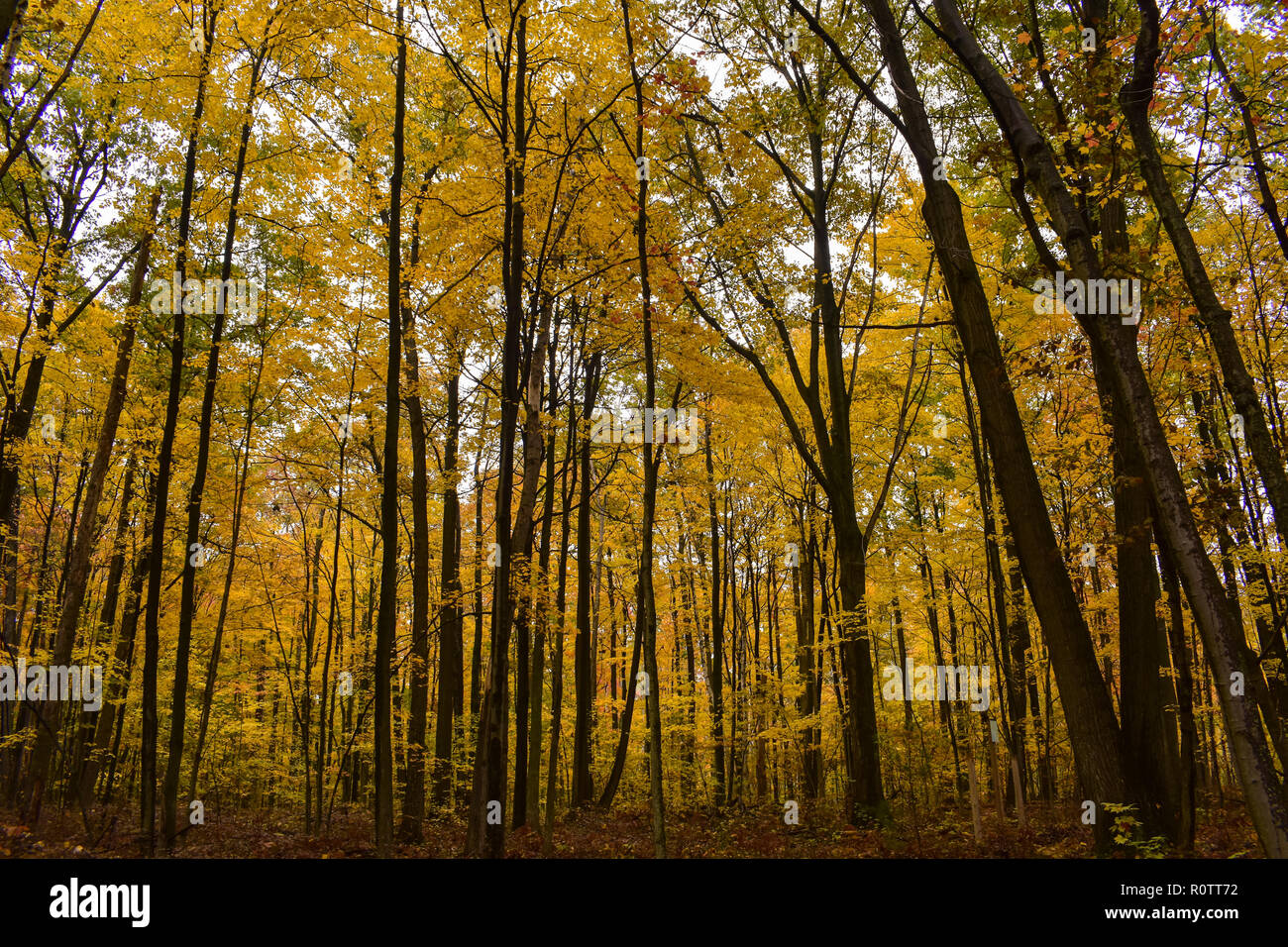 Autumn colors in maple forest. Located at Huron Nature Center, in the ...