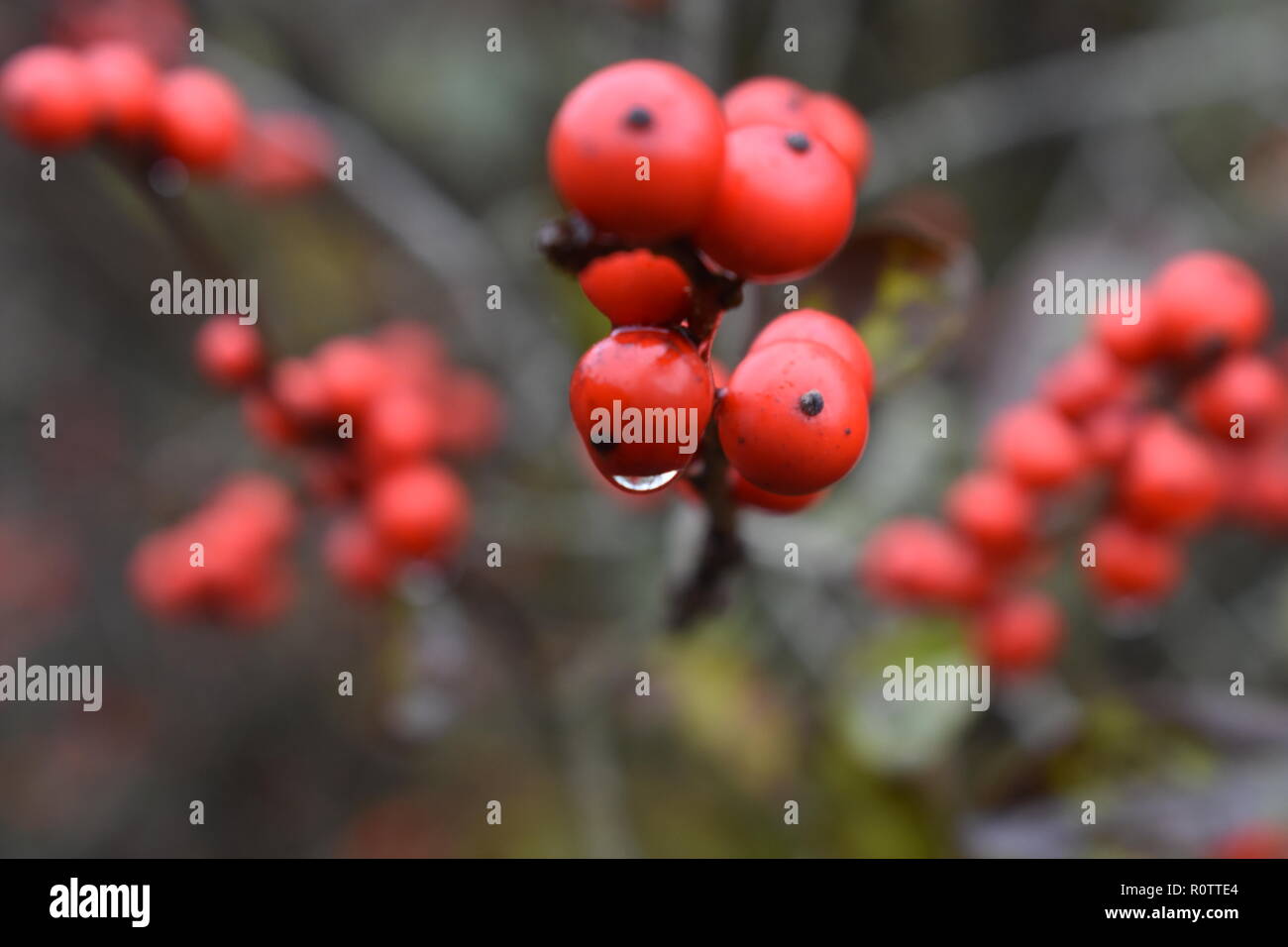 Berry bush with water droplet in autumn. At the huron nature center ...