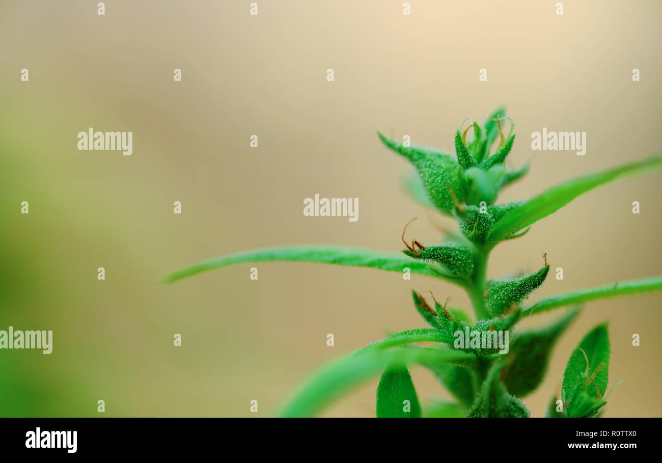Marijuana plants on pot farm hi-res stock photography and images - Alamy