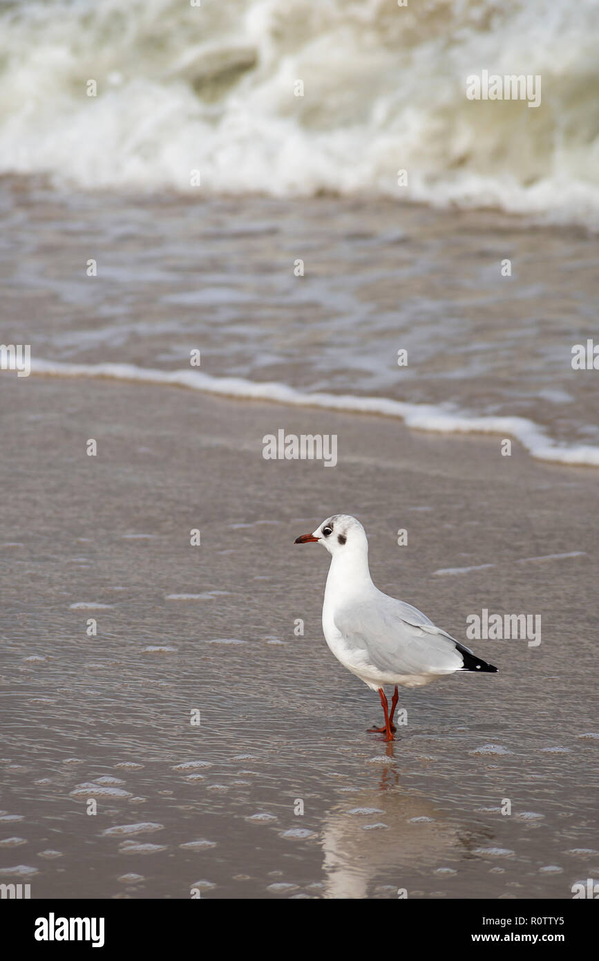 Seagull walking on a beach Stock Photo - Alamy