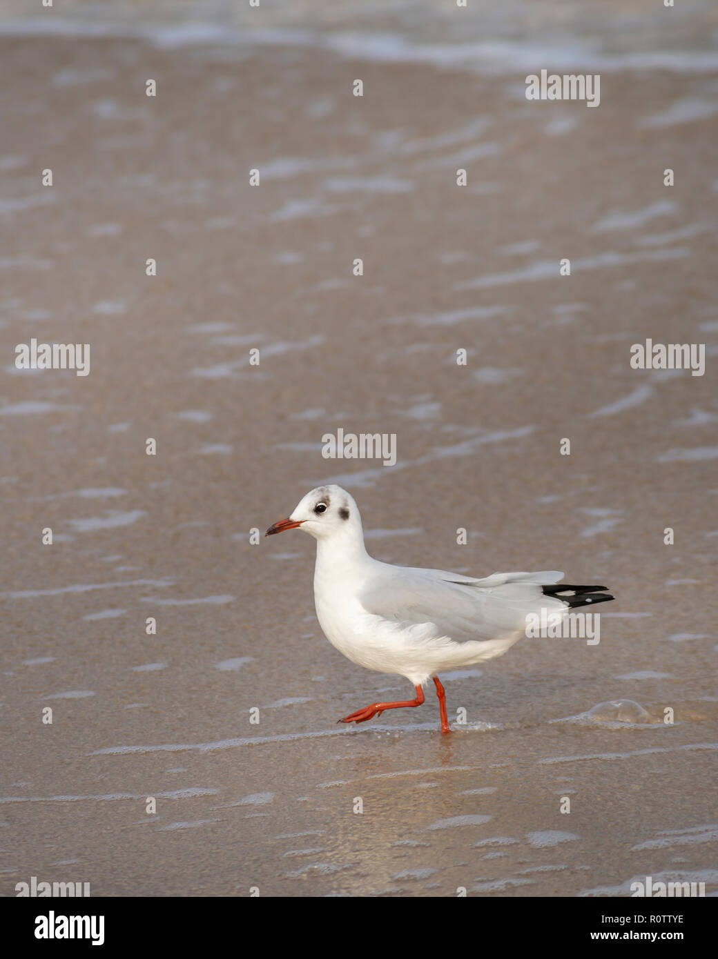 Seagull walking on a beach Stock Photo - Alamy