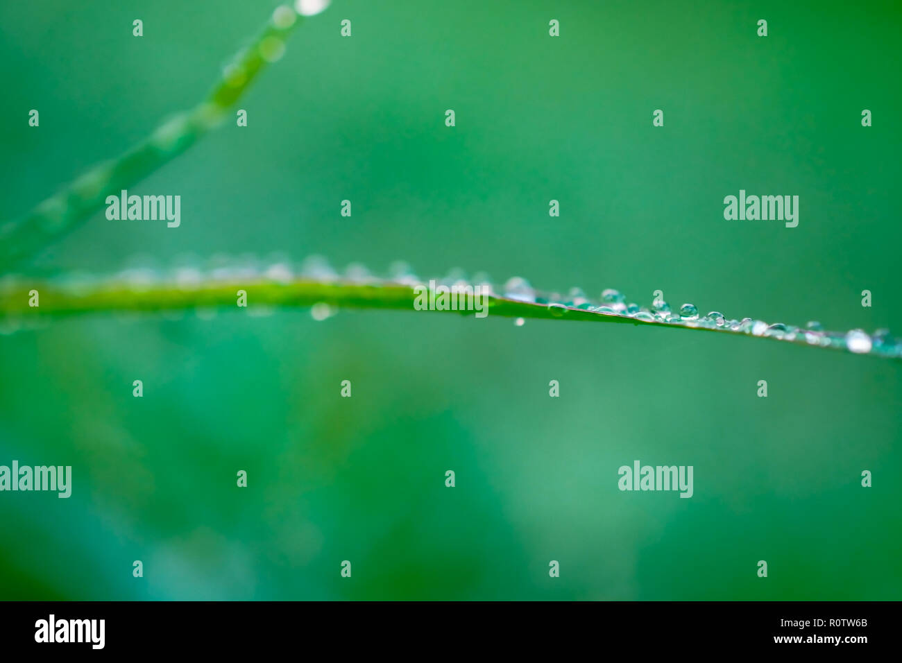 Dew drop in hi-res stock photography and images - Alamy
