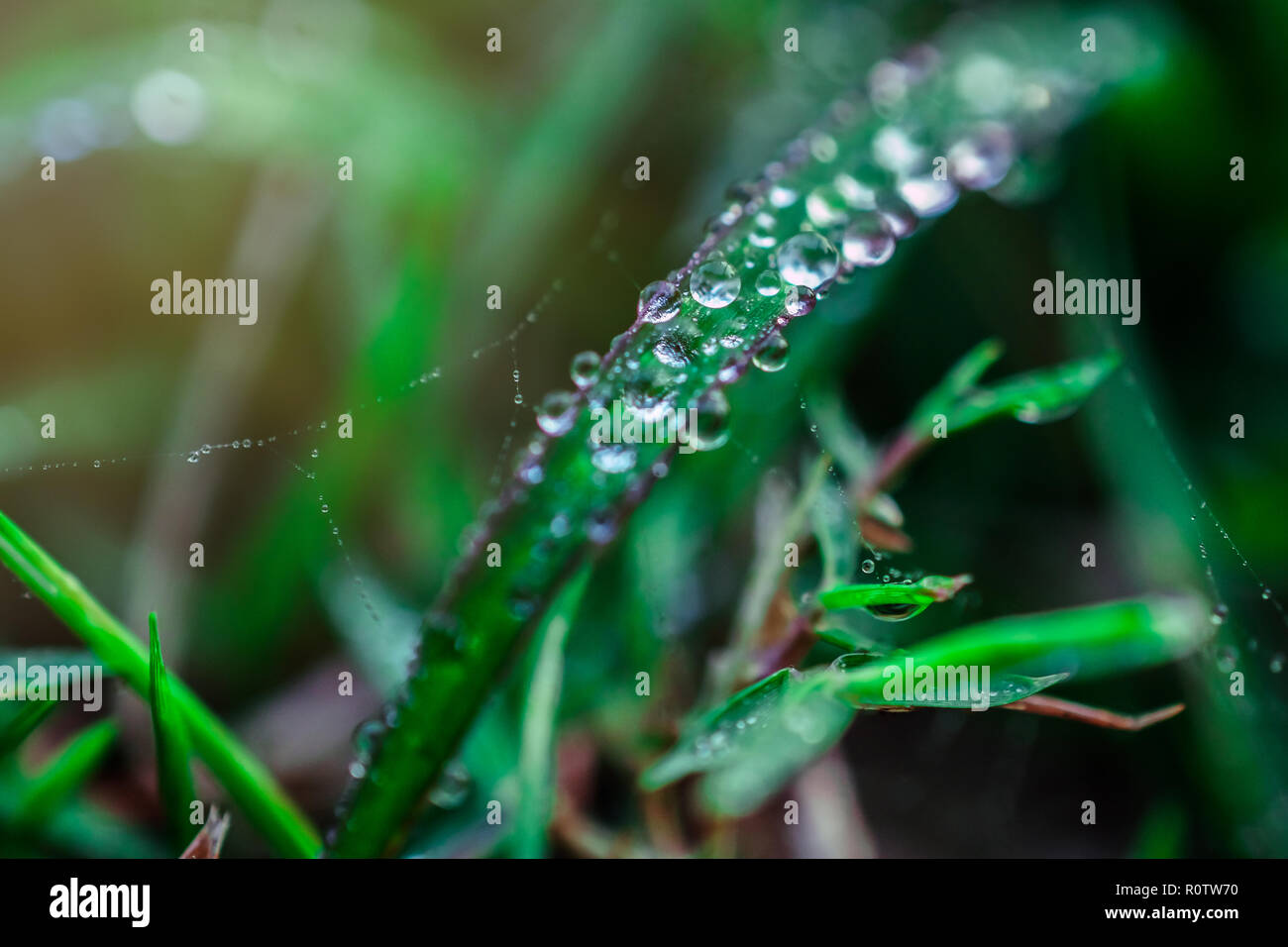 Dew drop in hi-res stock photography and images - Alamy