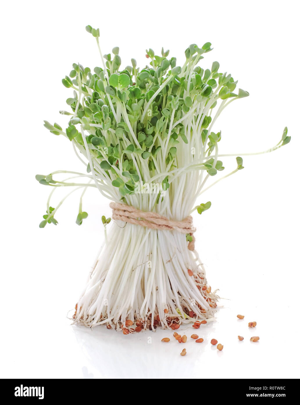 pea sprouts isolated on white background Stock Photo - Alamy