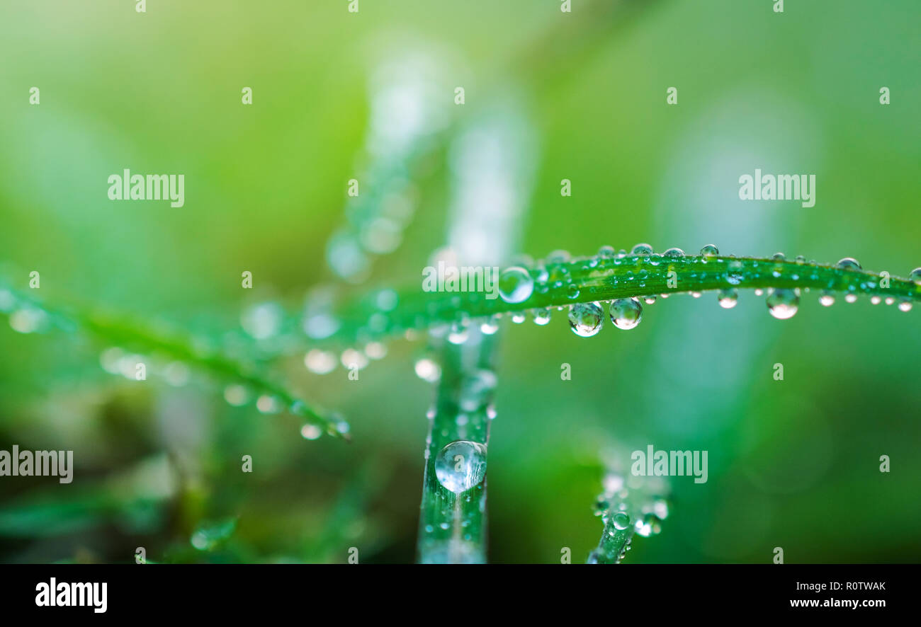 Dew drop in hi-res stock photography and images - Alamy