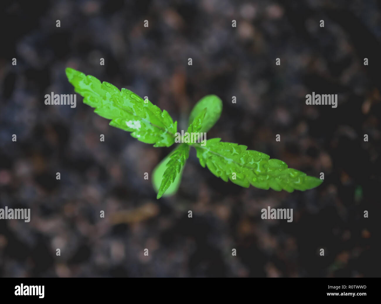 Marijuana plants on pot farm hi-res stock photography and images - Alamy