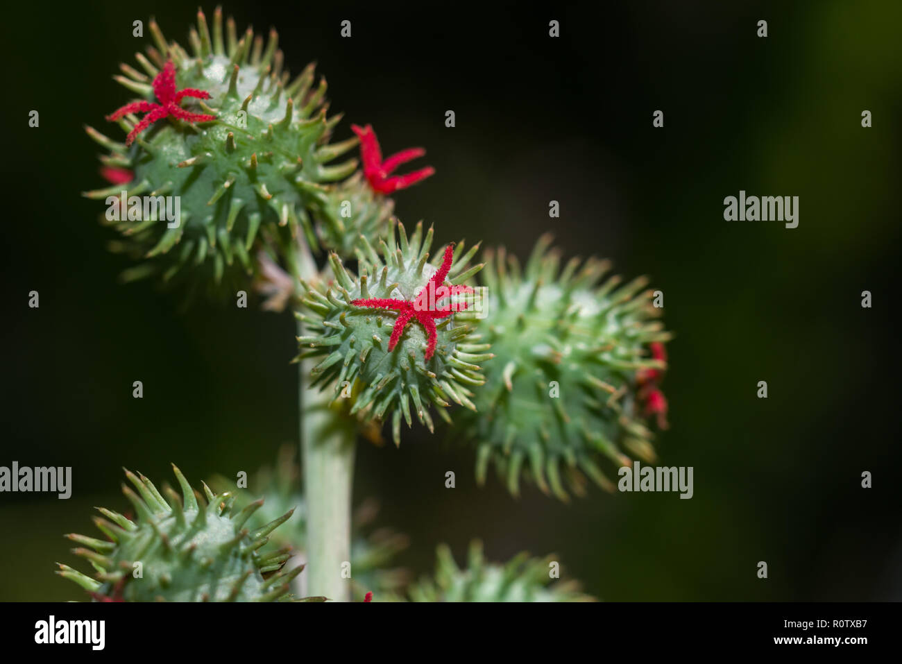 Castor oil seed pods hi-res stock photography and images - Alamy