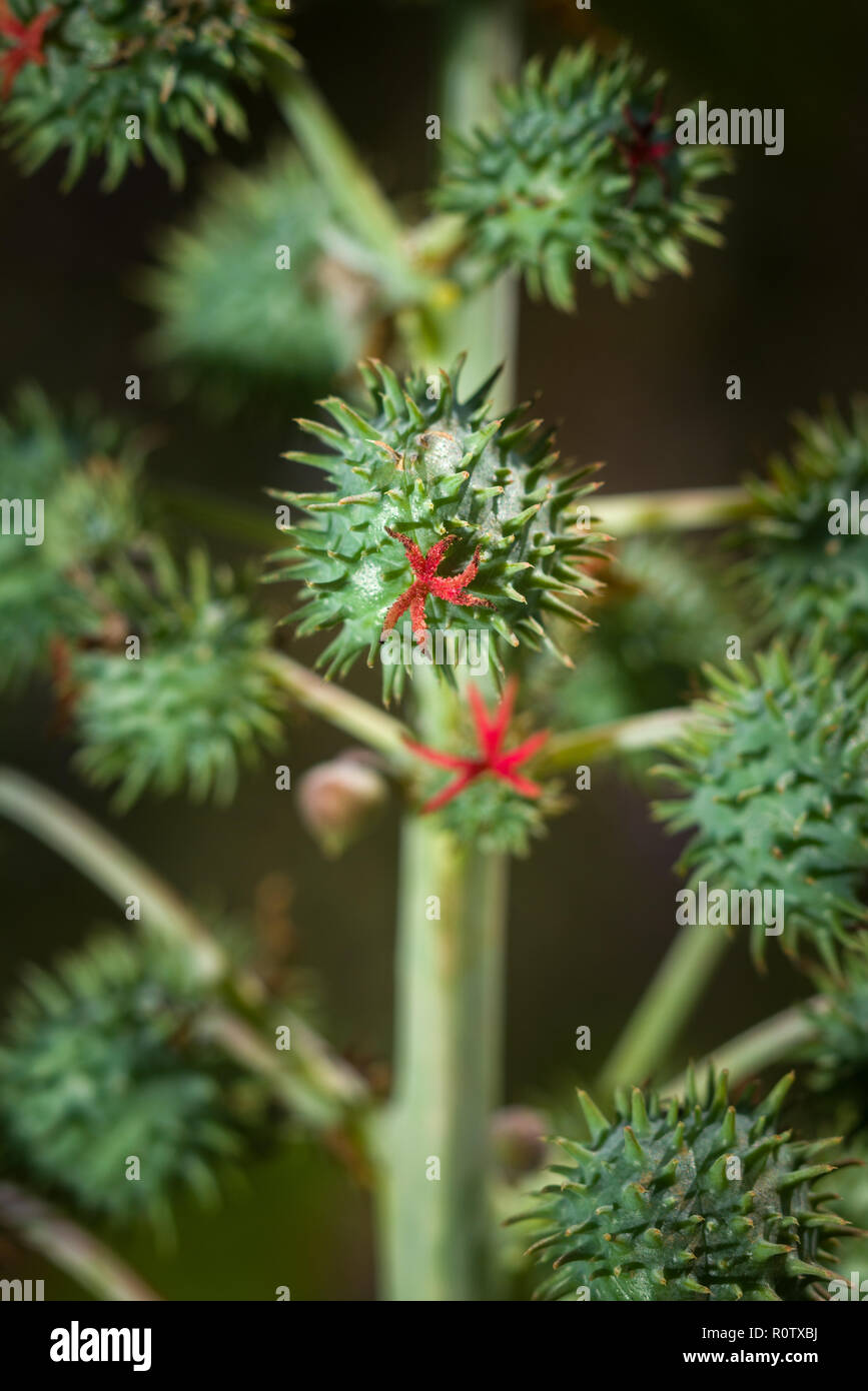 Spiny green seed pods of a castor oil plant (Ricinus communis L.), East ...