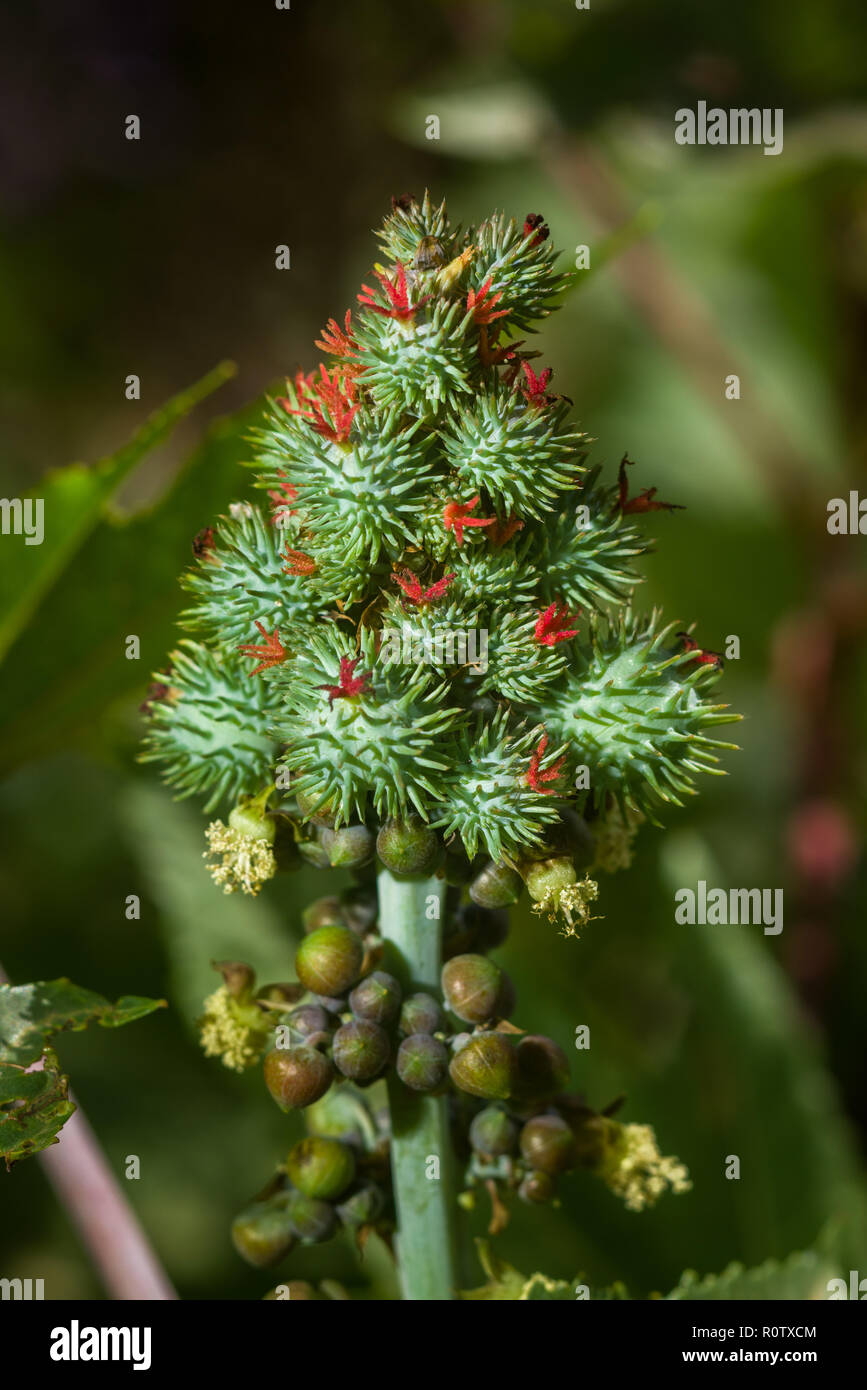 Spiny green seed pods and flowers of a castor oil plant (Ricinus ...