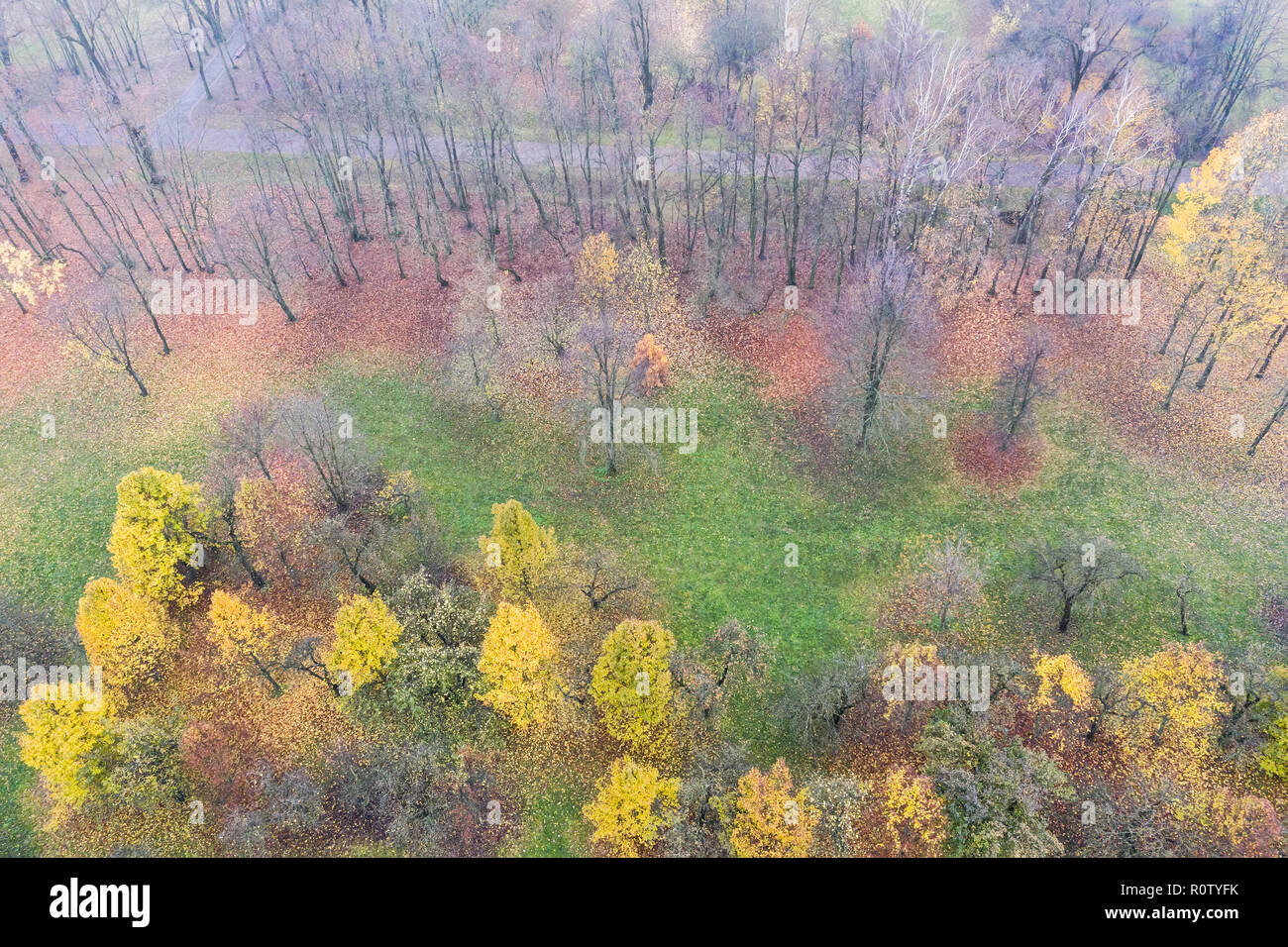 aerial view of beautiful autumn park trees with colorful bright foliage ...
