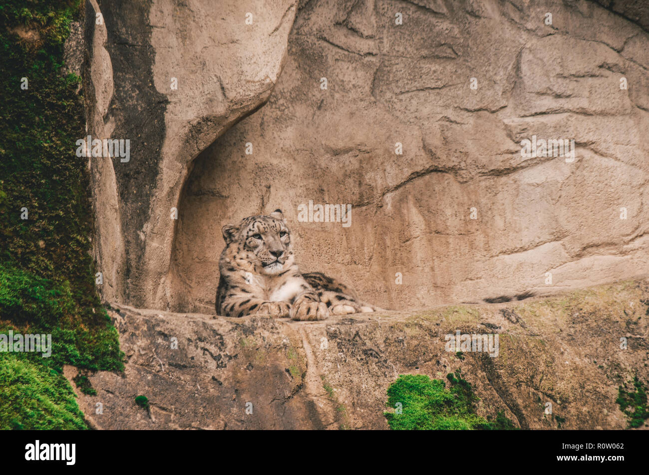 Captive leopard animal hi-res stock photography and images - Alamy