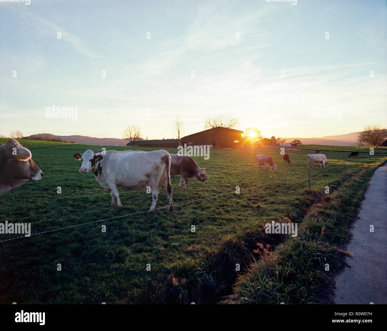 Grazing cows at sunset hi-res stock photography and images - Alamy