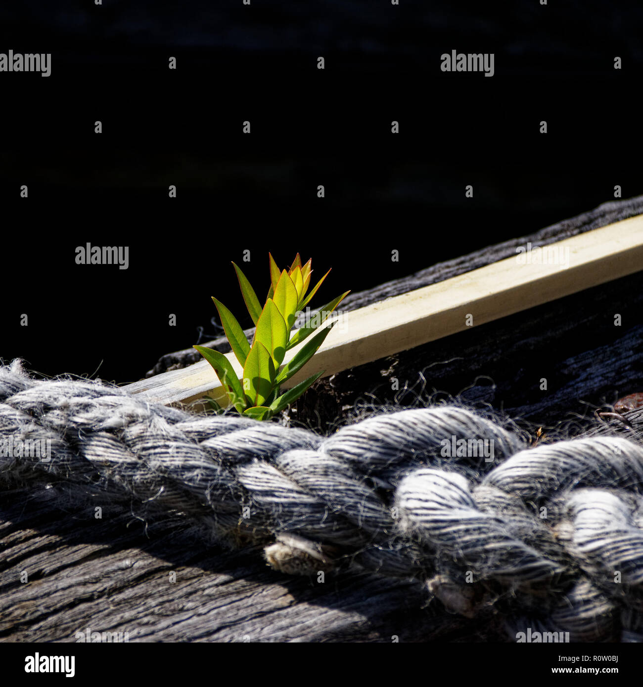 Eking out a living hi-res stock photography and images - Alamy