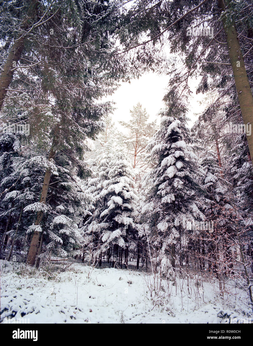 Winter snowy pine forest hi-res stock photography and images - Alamy