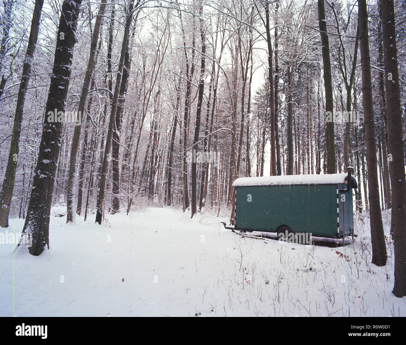 Snowy winter forest scene Stock Photo - Alamy