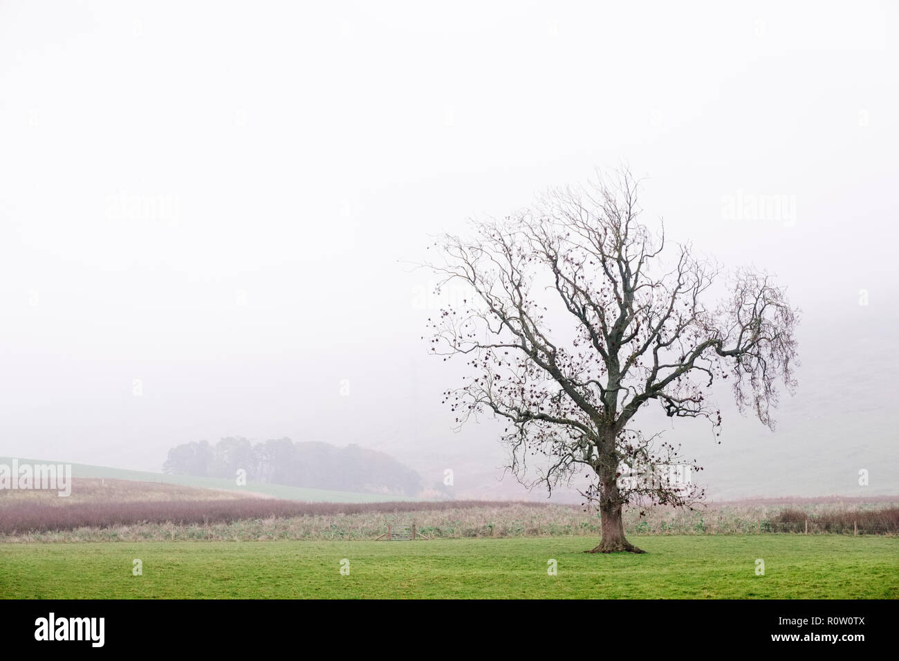 Alone fog one single hi-res stock photography and images - Alamy