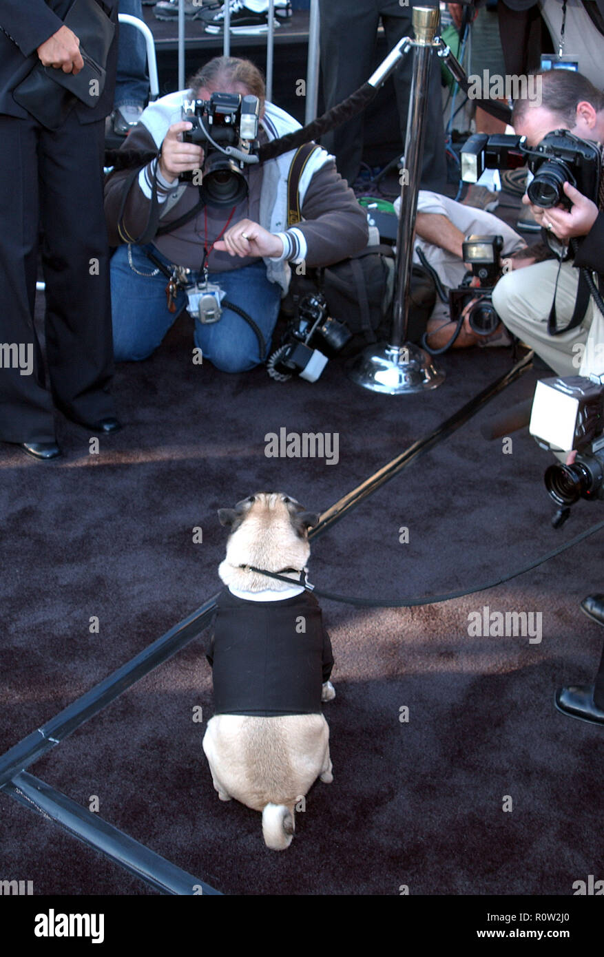 Frank the dog posing for the press at the premiere of men In Black II ...