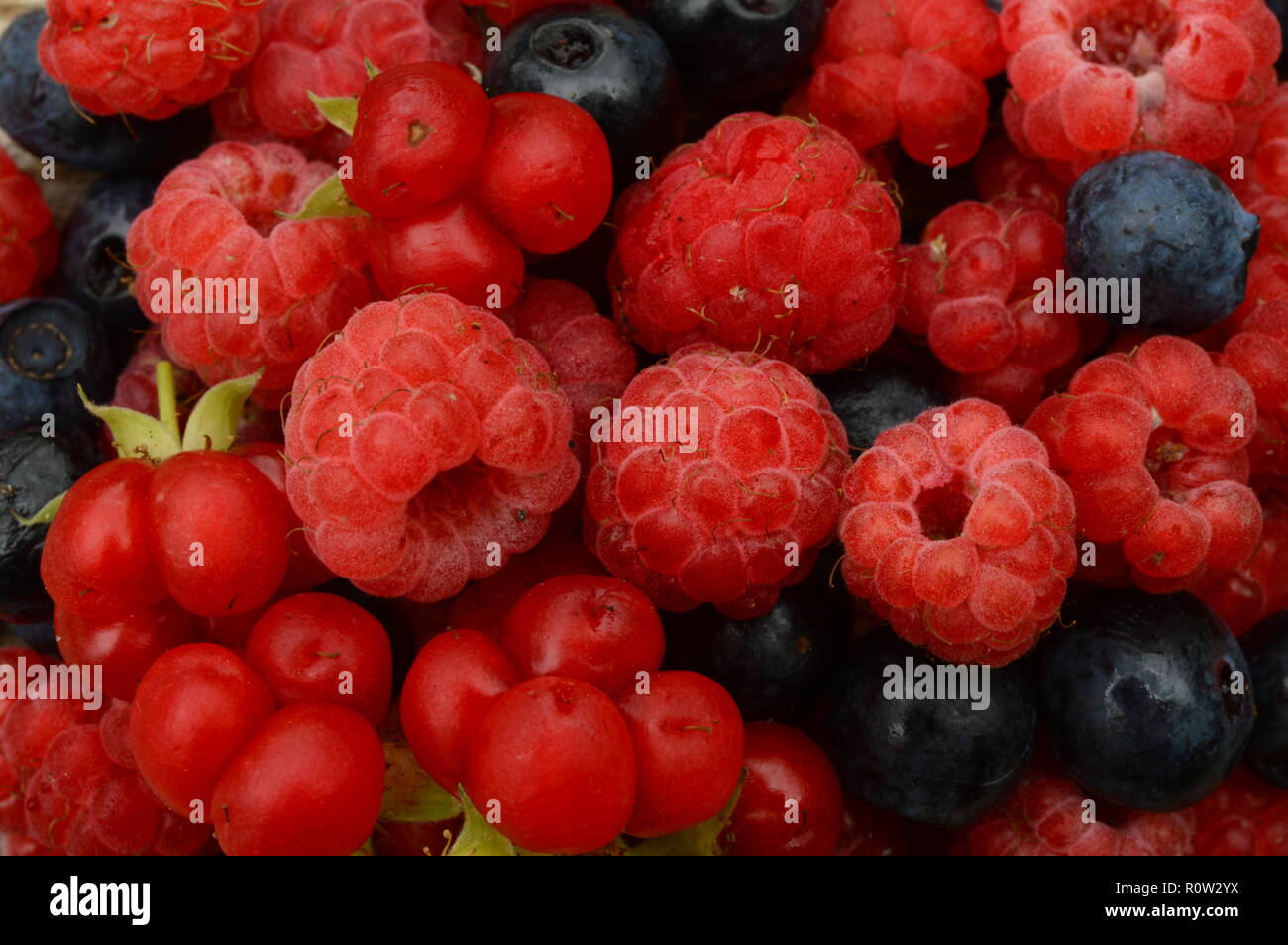 Berry harvest of summer berries of raspberry and blueberry fresh forest ...