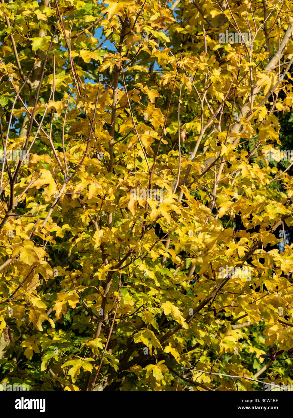A frame full of the bright golden autumn foliage of the field maple ...