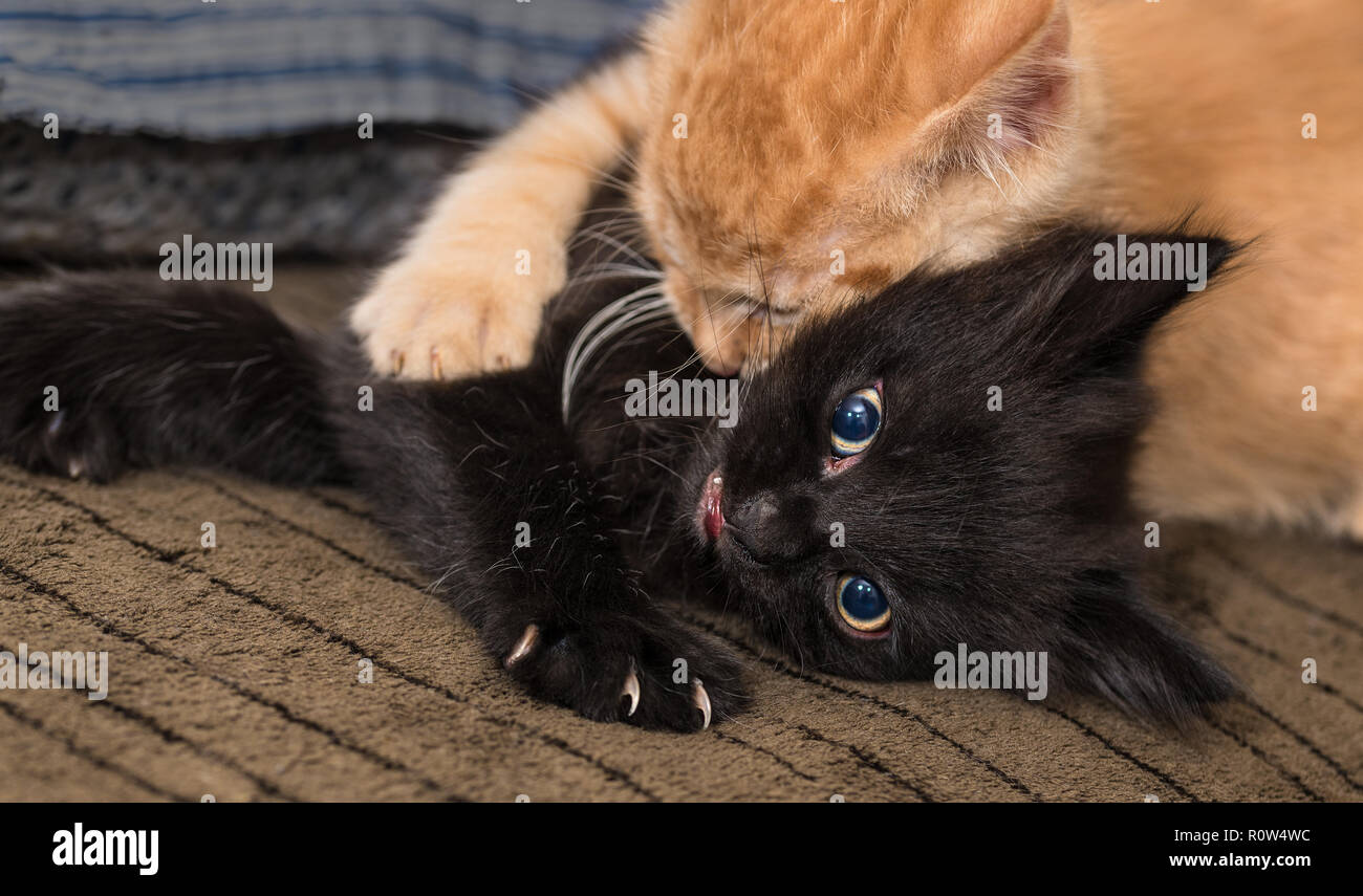 Fuzzy black head hi-res stock photography and images - Alamy
