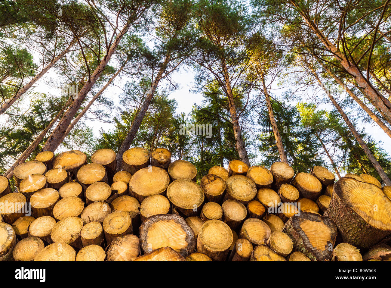 Wood logs stacked under log hi-res stock photography and images - Alamy