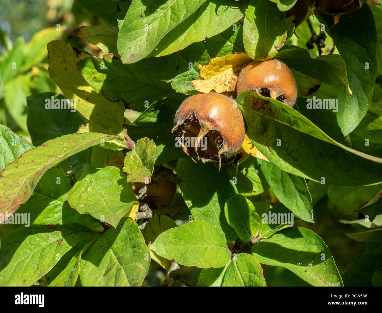 Common medlar fruit mespilus germanica hi-res stock photography and ...