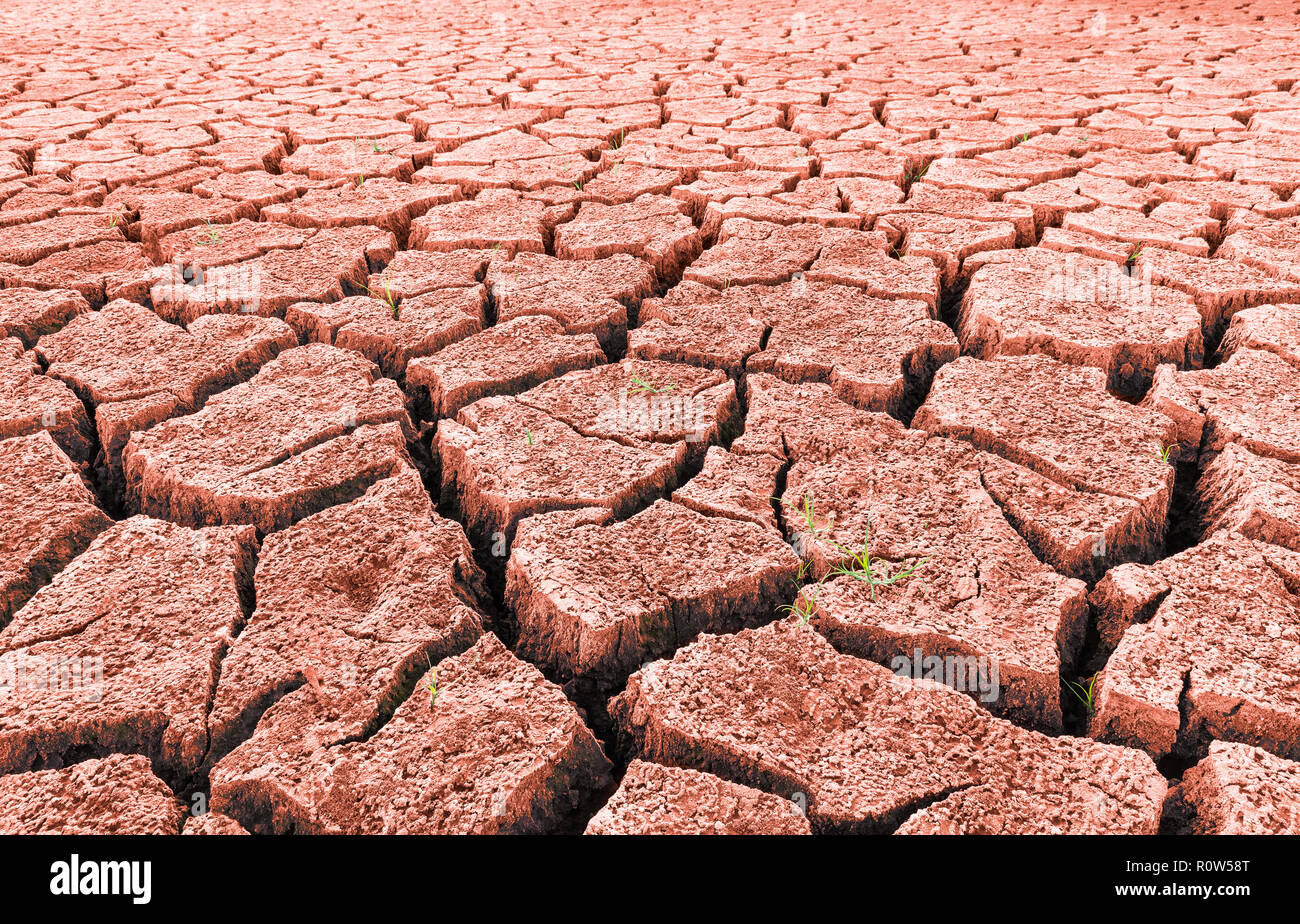 Red arid desert. Sprouting grass and cracks. Split dry land close-up ...