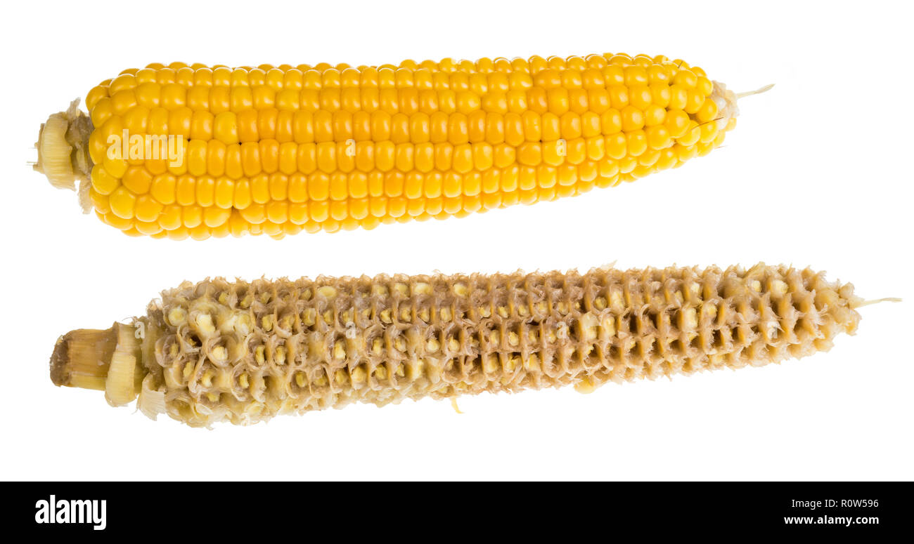 Empty corncob hi-res stock photography and images - Alamy