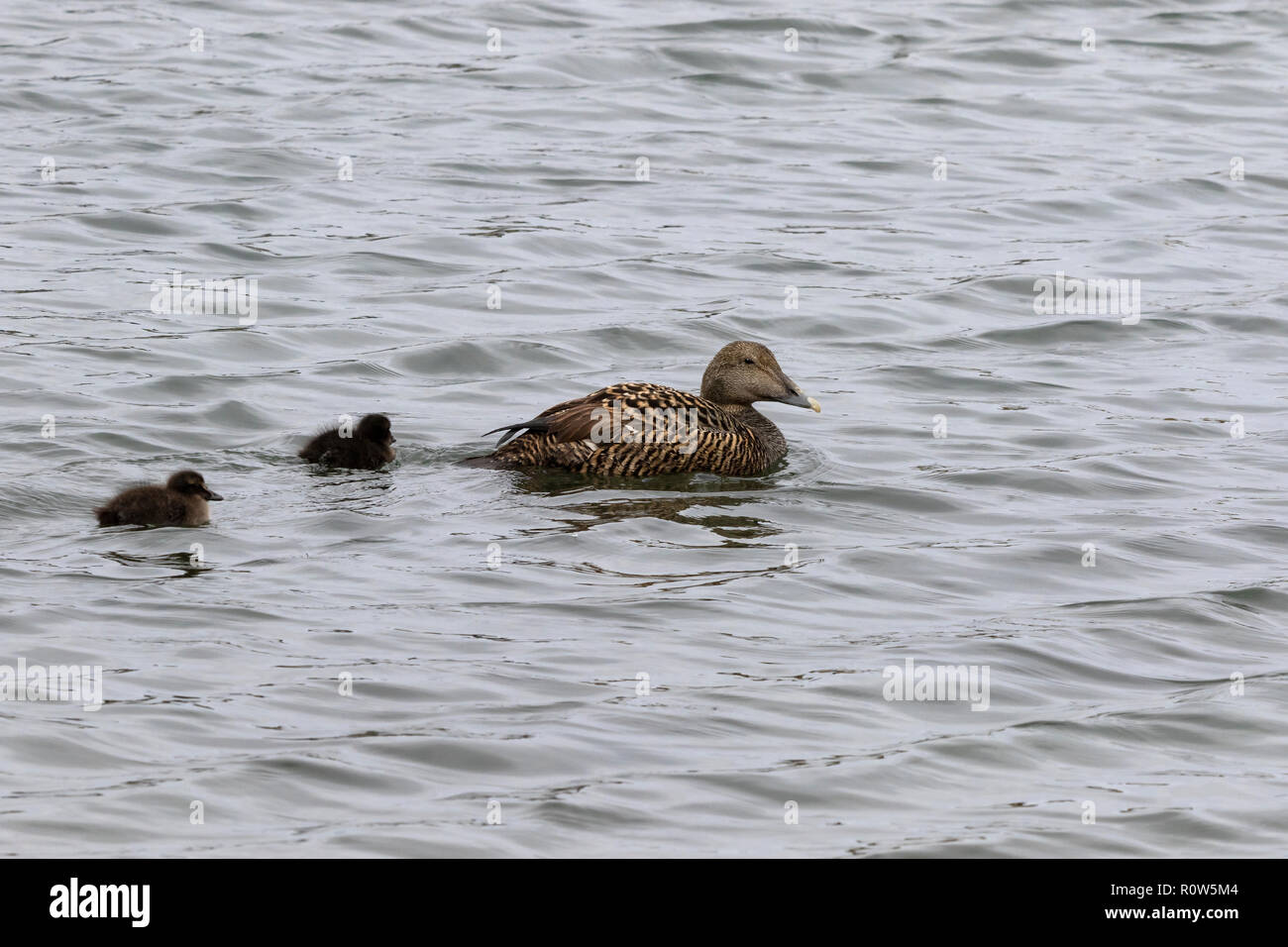 Common eider ducklings hi-res stock photography and images - Alamy