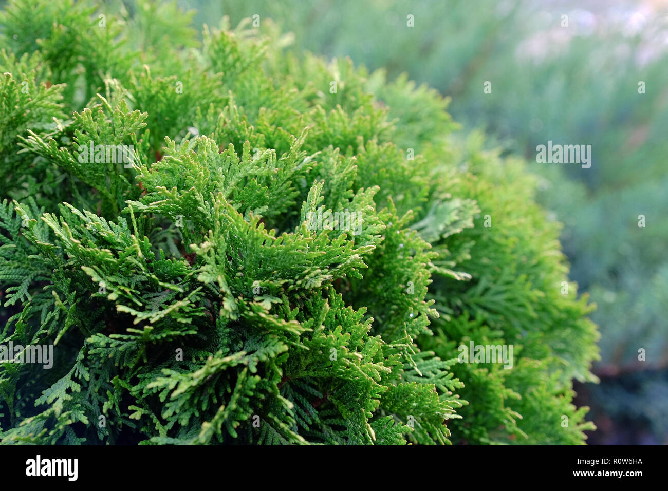 Dwarf cypress trees hi-res stock photography and images - Alamy