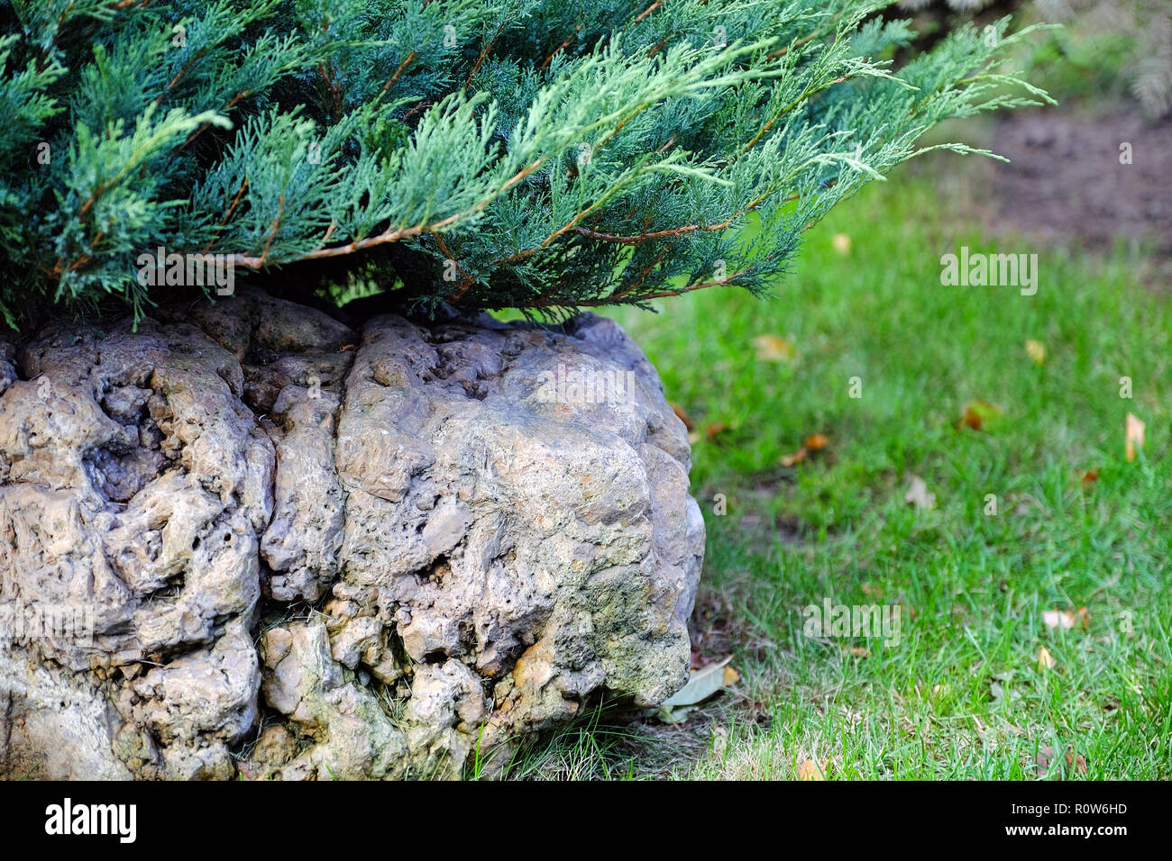 Dwarf cypress forest hi-res stock photography and images - Alamy