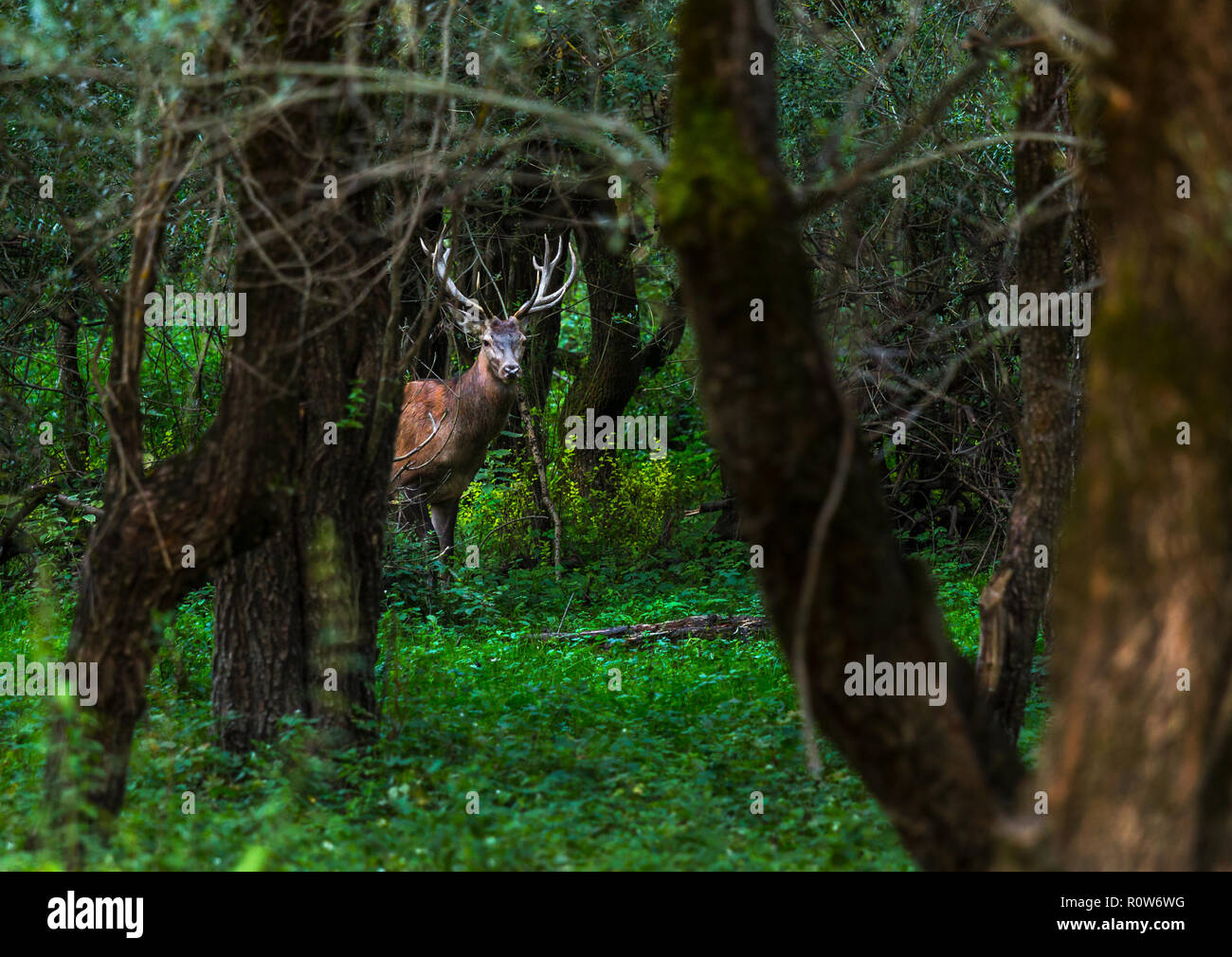 deer in a Willow plant wood, Abruzzo Stock Photo - Alamy