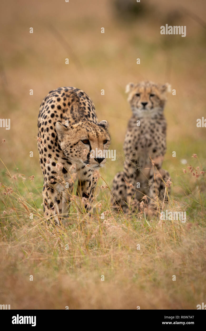 Young cheetah standing in grass hi-res stock photography and images - Alamy
