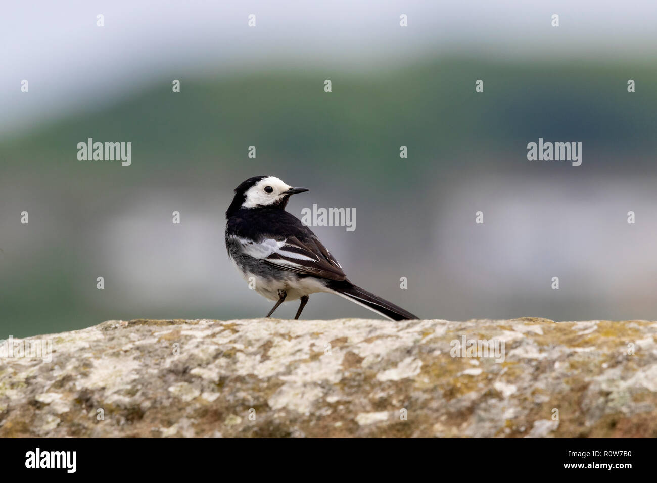 Pied Wagtail Motacilla alba yarelli Stock Photo - Alamy