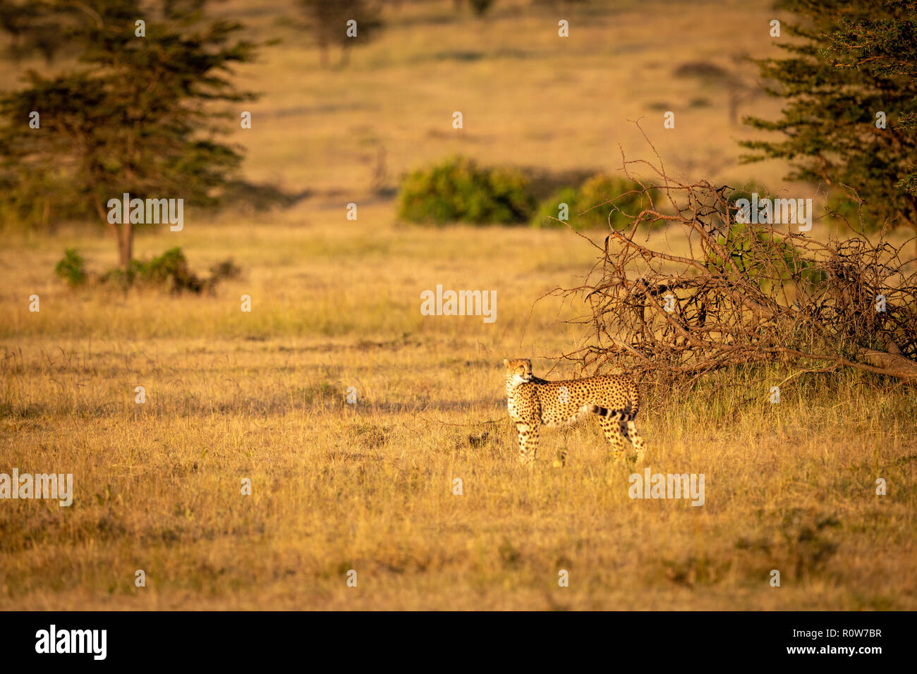 Cheetah stands by fallen tree looking back Stock Photo - Alamy