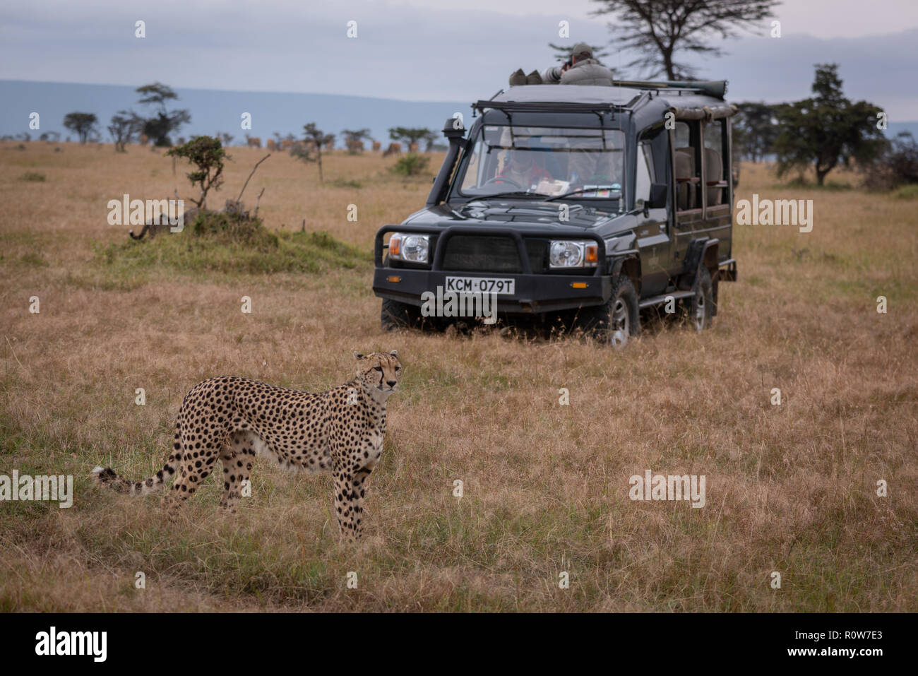 Cheetah safari truck hi-res stock photography and images - Alamy