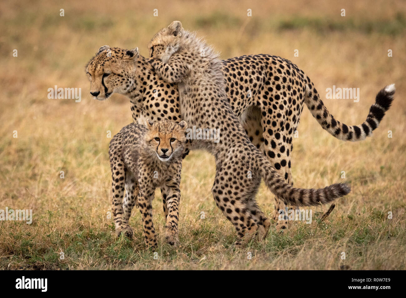Young cheetah standing in grass hi-res stock photography and images - Alamy