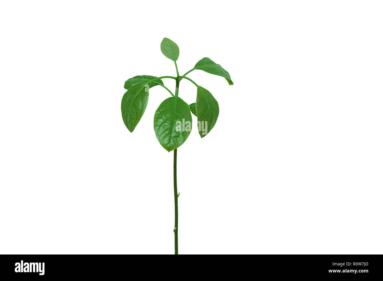 A young avocado tree. White isolate Stock Photo - Alamy