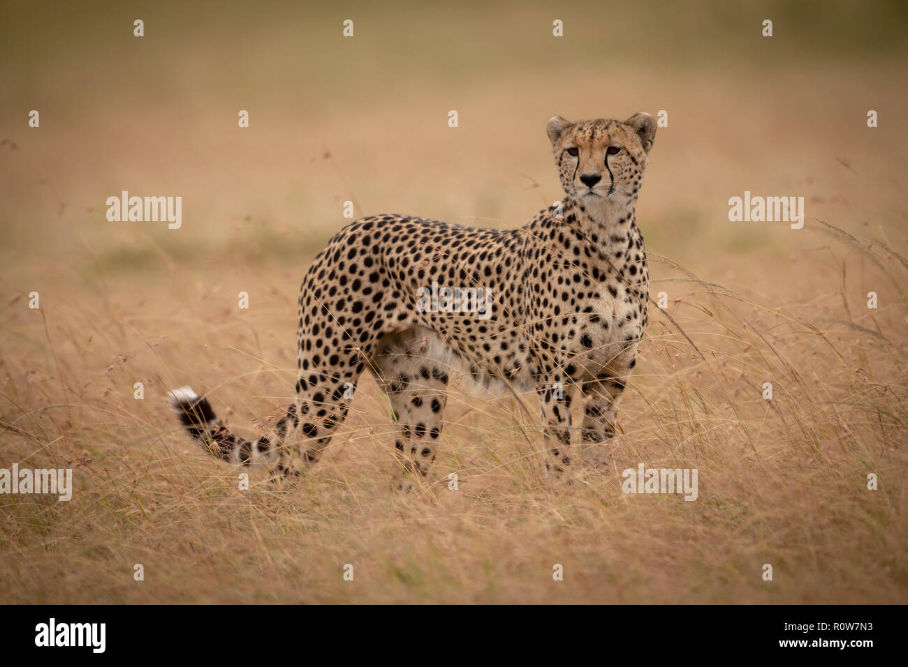 Cheetah stands in long grass turning head Stock Photo - Alamy