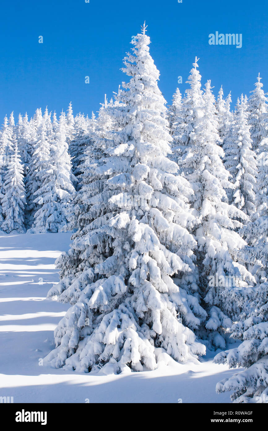Pine trees snow hi-res stock photography and images - Alamy