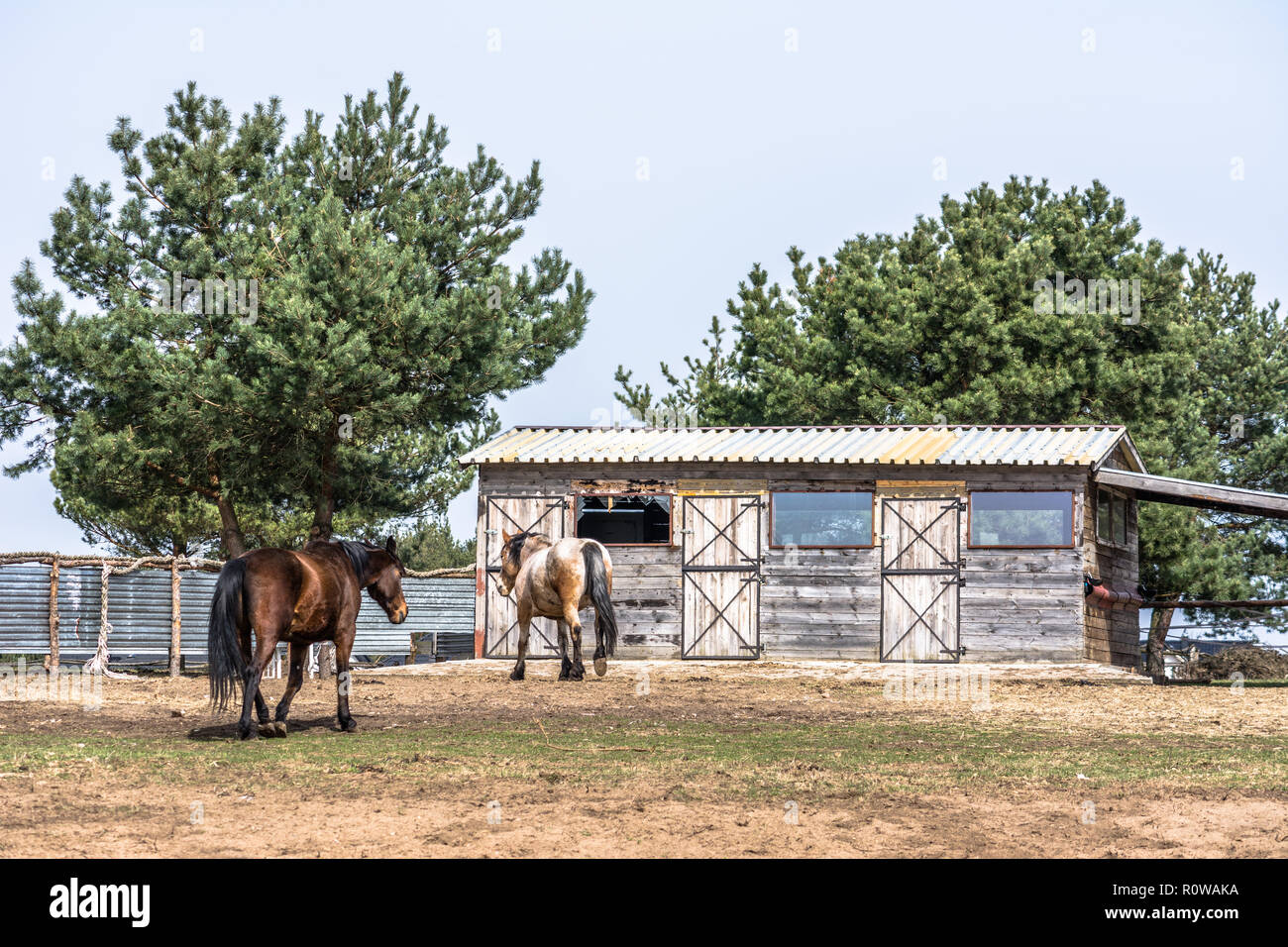 Beautiful countryside landscape - pair of horses on the ranch, old barn ...