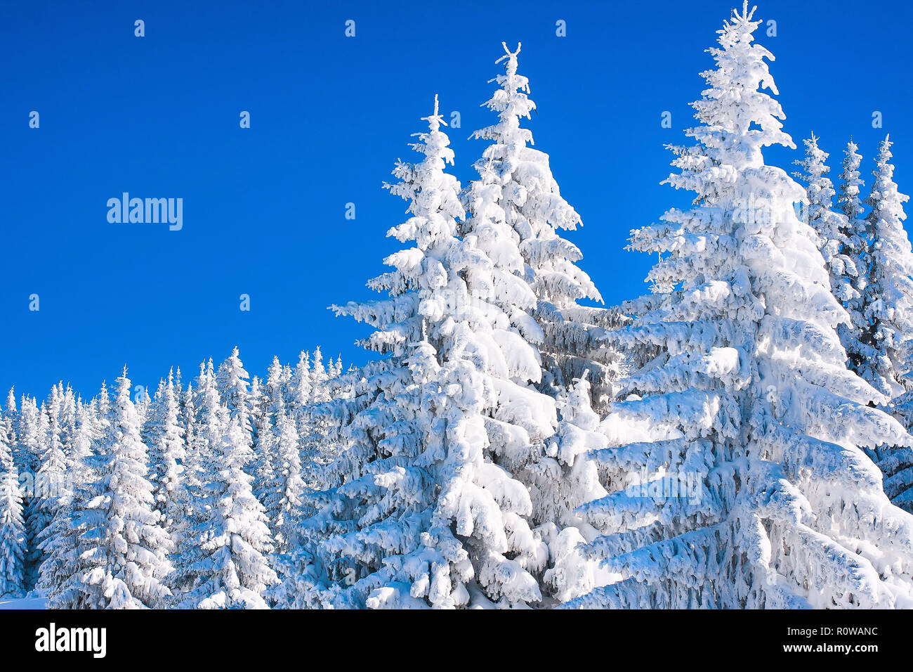 winter vacation background with pine trees covered by heavy snow against blue sky with copy ...